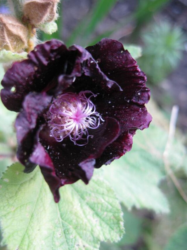 25+ Types of Black Flowers: Photos & Grow Info | Bouqs Blog