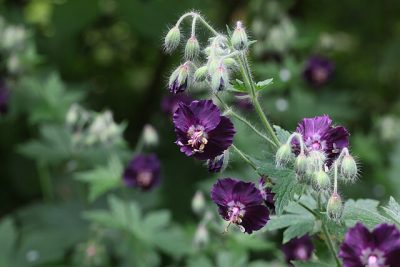 25+ Types of Black Flowers: Photos & Grow Info | Bouqs Blog
