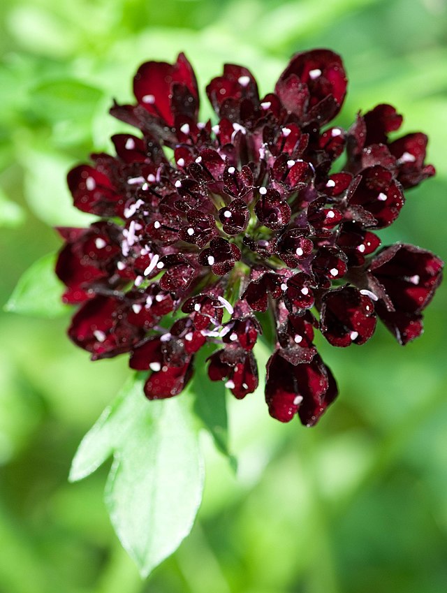 25+ Types of Black Flowers: Photos & Grow Info | Bouqs Blog