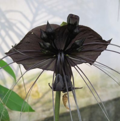 15 Types of Black Flowers: Photos & Care Info | Bouqs Blog