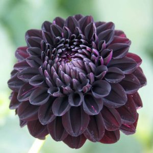 15 Types of Black Flowers: Photos & Care Info | Bouqs Blog