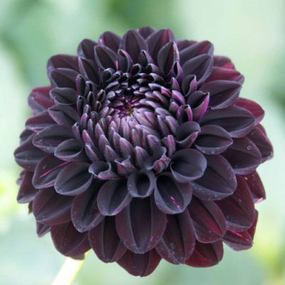 15 Types of Black Flowers: Photos & Care Info | Bouqs Blog