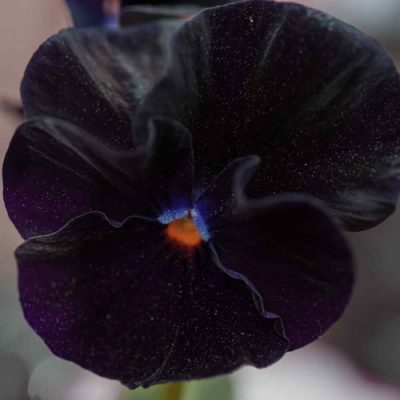 25+ Types of Black Flowers: Photos & Grow Info | Bouqs Blog