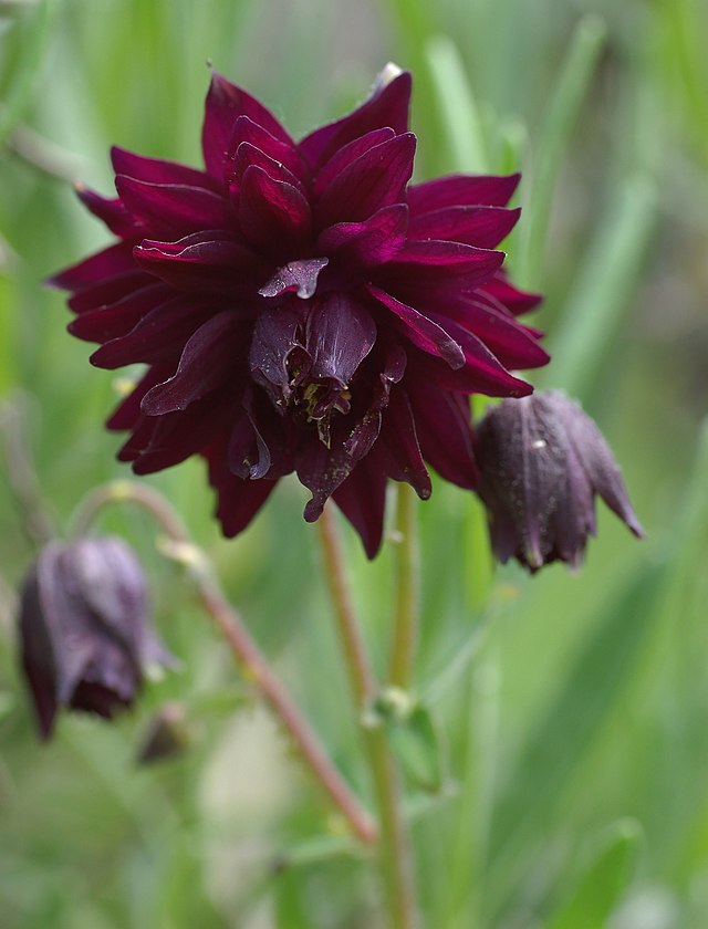 25+ Types of Black Flowers: Photos & Grow Info | Bouqs Blog