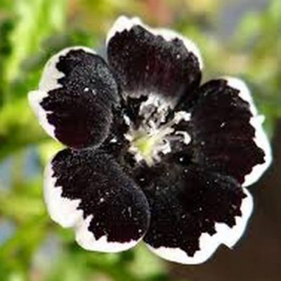 15 Types of Black Flowers: Photos & Care Info | Bouqs Blog