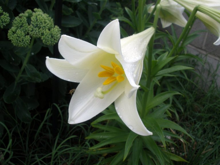 15 Ancient Greek Flowers: Legends & Myths | Bouqs Blog