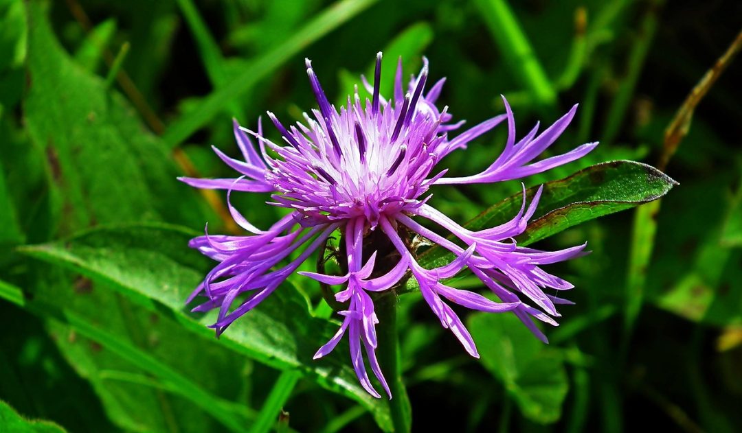 90+ Types of Flowers: Flower Names & Photos | Bouqs Blog