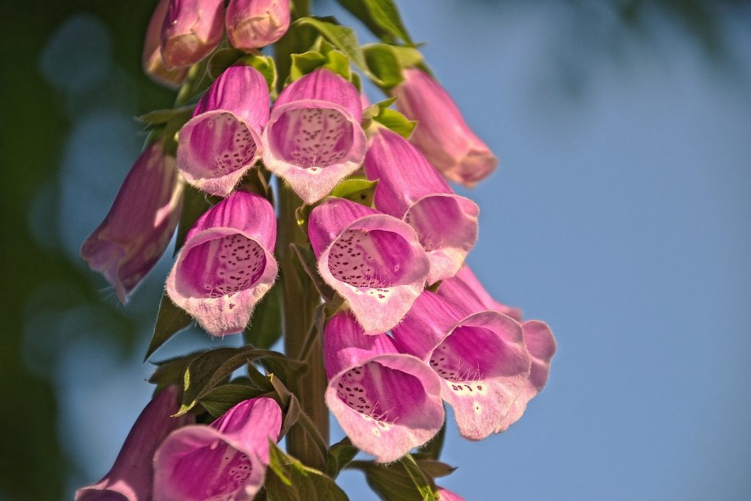 30 Types of Pink Flowers: Care Tips & Facts | Bouqs Blog