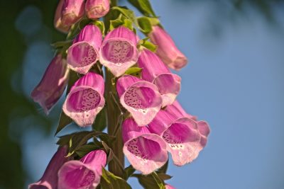 30 Types of Pink Flowers: Care Tips & Facts | Bouqs Blog