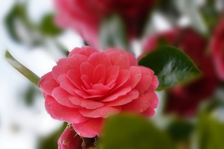 The 50 U.S. State Flowers List: Images & Info | Bouqs Blog