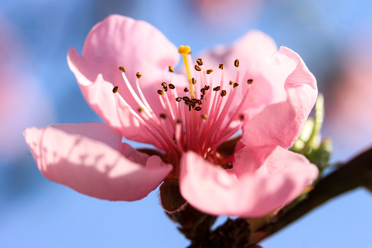 The 50 U.S. State Flowers List: Images & Info | Bouqs Blog