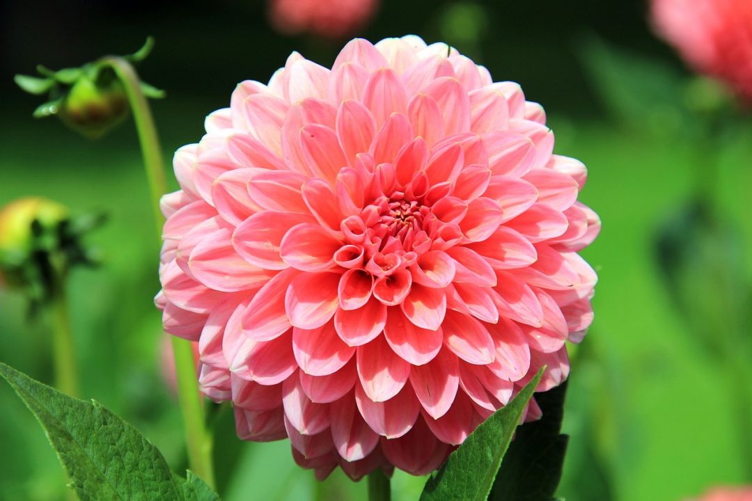 30 Types of Pink Flowers: Care Tips & Facts | Bouqs Blog