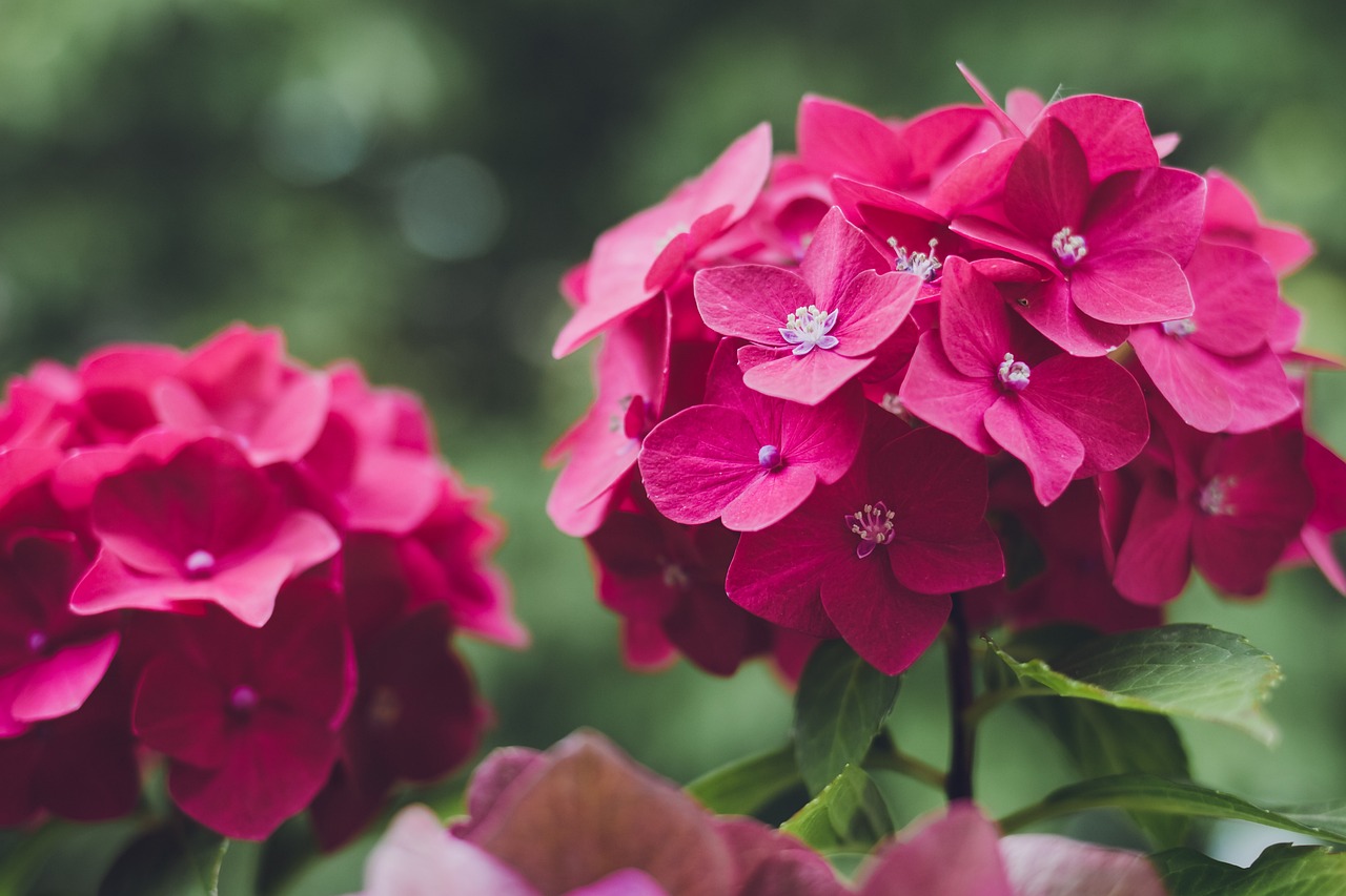 30 Types of Pink Flowers: Care Tips & Facts | Bouqs Blog