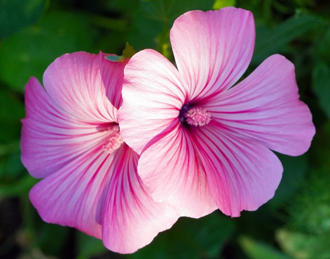30 Types of Pink Flowers: Care Tips & Facts | Bouqs Blog
