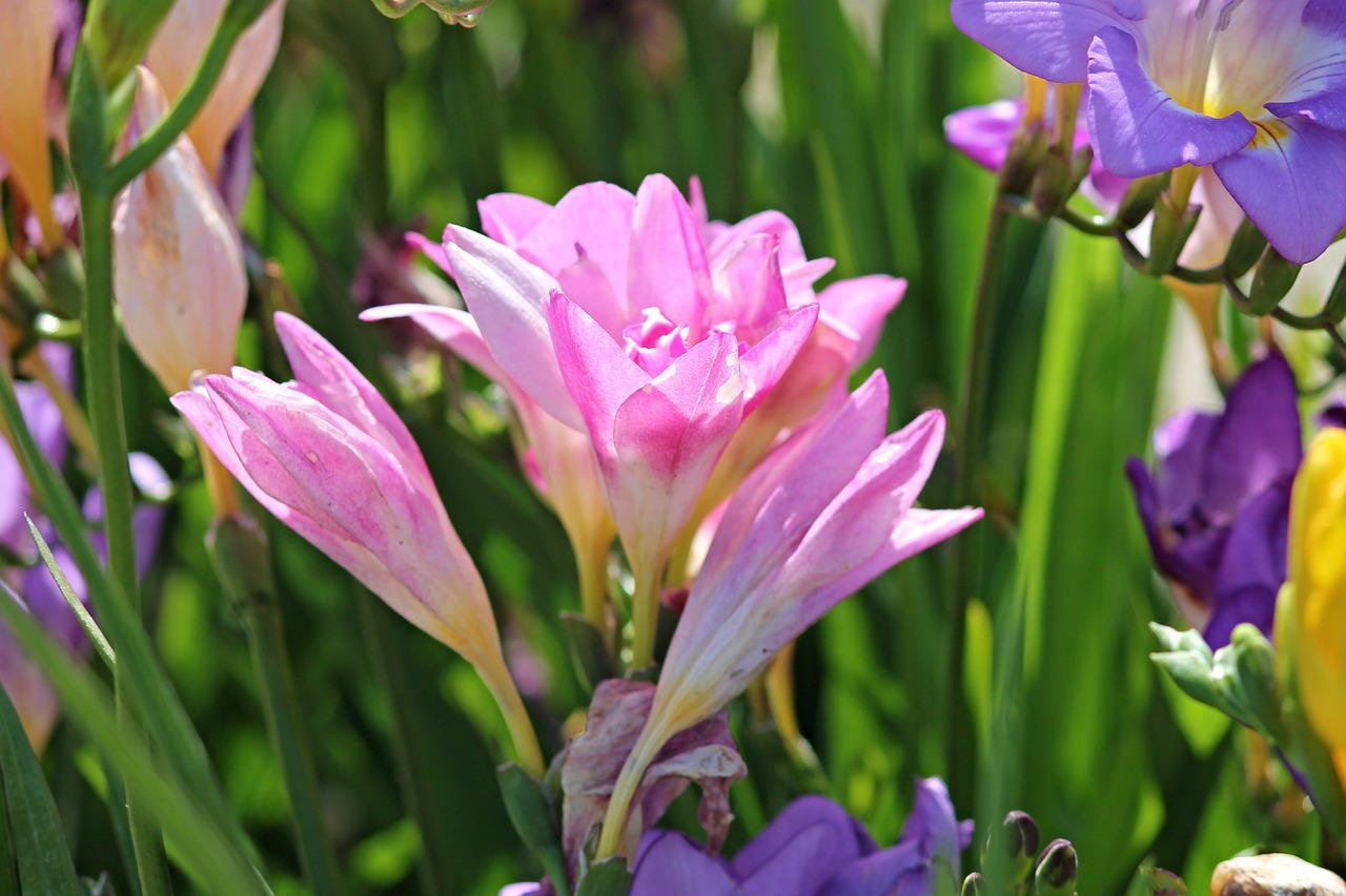 17 Best Smelling Flowers: Names, Images & More | Bouqs Blog