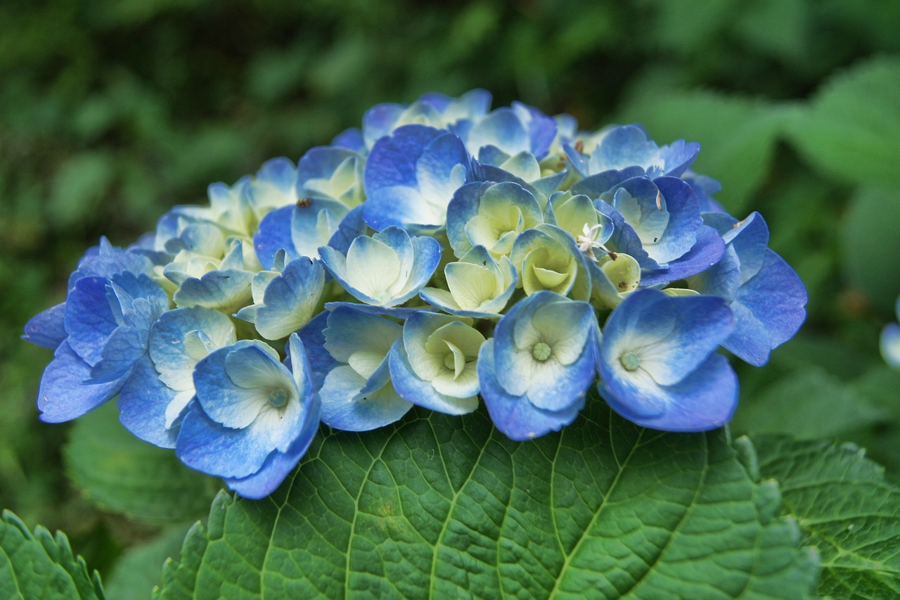 18 Traditional Japanese Flowers: Names & Images | Bouqs Blog