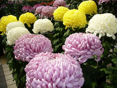 18 Traditional Japanese Flowers: Names & Images | Bouqs Blog