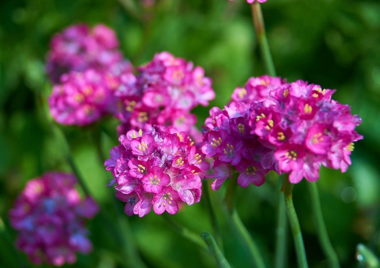 18 Traditional Japanese Flowers: Names & Images | Bouqs Blog