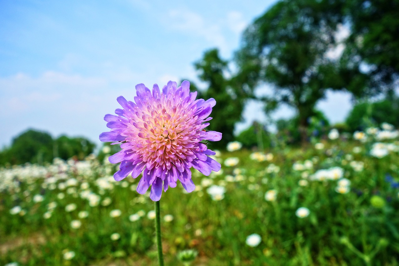 30 Types of Pink Flowers: Care Tips & Facts | Bouqs Blog
