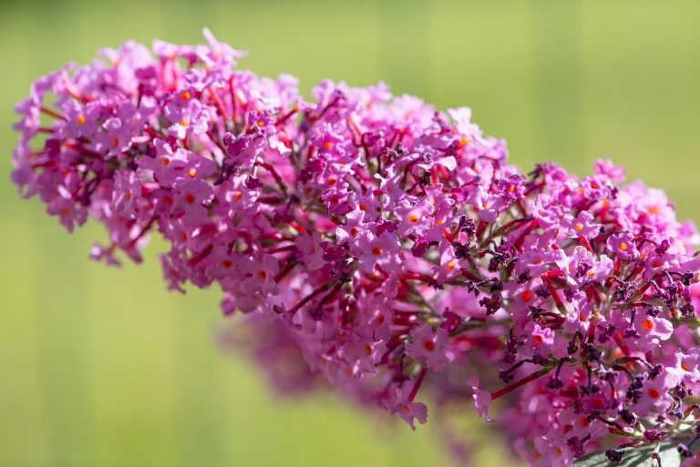 30 Types of Pink Flowers: Care Tips & Facts | Bouqs Blog