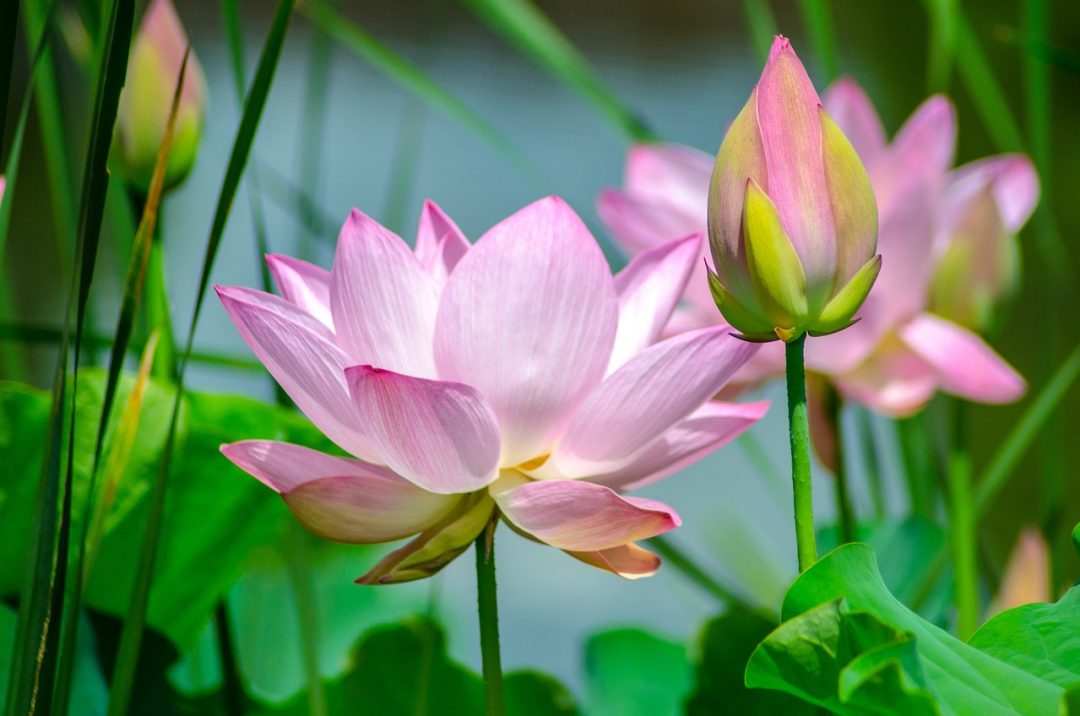 23 Chinese Flowers: Photos & Info | Bouqs Blog