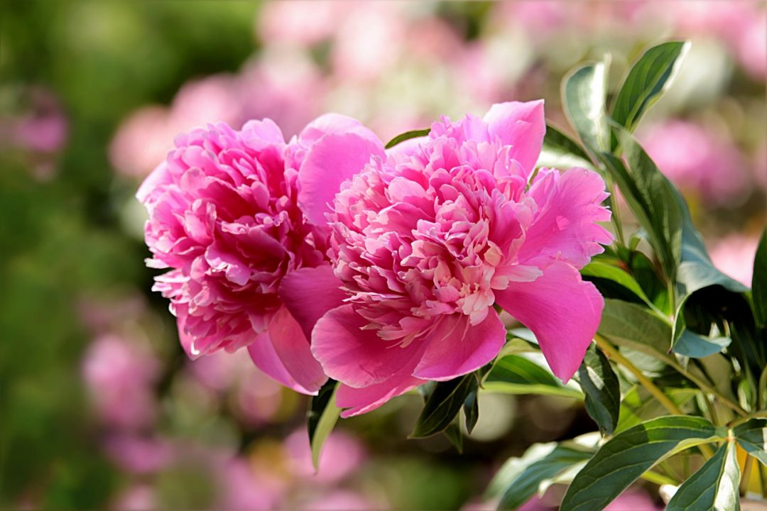 30 Types of Pink Flowers: Care Tips & Facts | Bouqs Blog