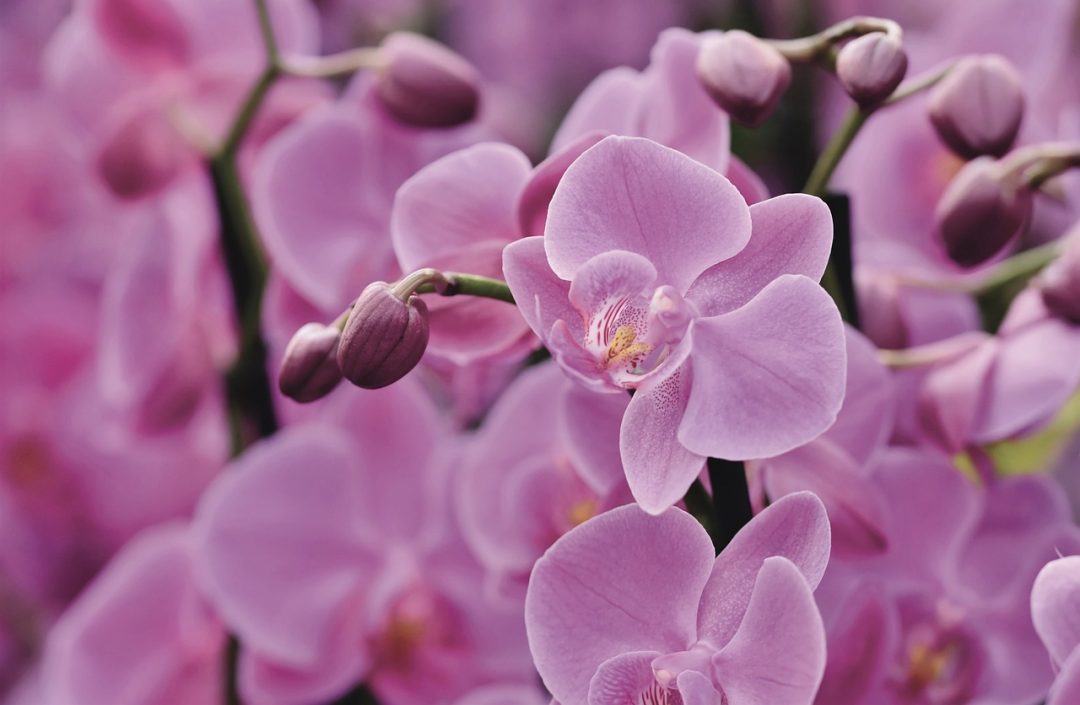 23 Chinese Flowers: Photos & Info | Bouqs Blog