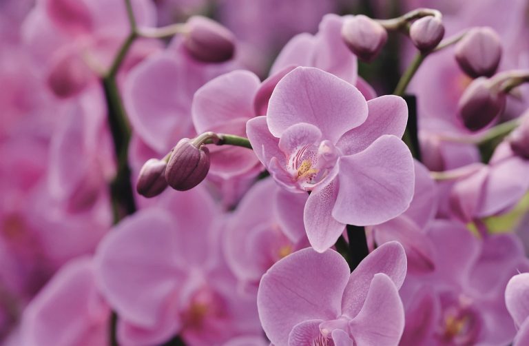 23 Chinese Flowers: Photos & Info | Bouqs Blog