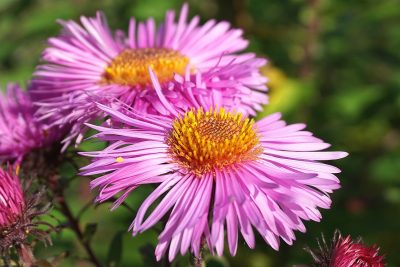 30 Types of Pink Flowers: Care Tips & Facts | Bouqs Blog