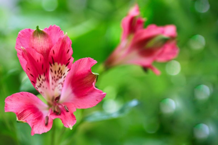 30 Types of Pink Flowers: Care Tips & Facts | Bouqs Blog
