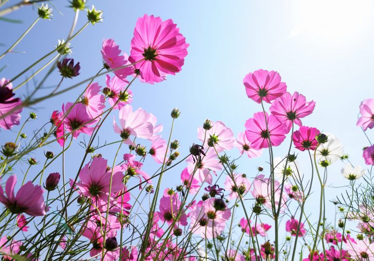 30 Types of Pink Flowers: Care Tips & Facts | Bouqs Blog