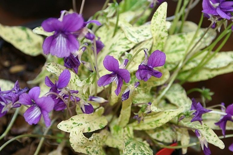 18 Traditional Japanese Flowers: Names & Images | Bouqs Blog