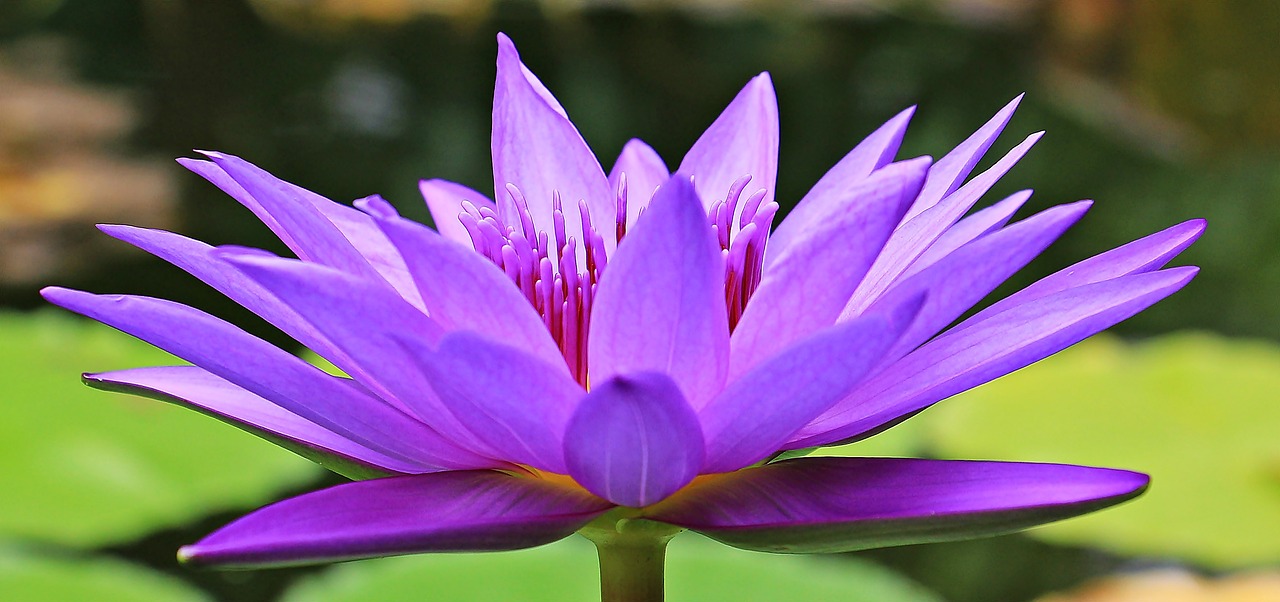 July Birth Flowers: Larkspur & Waterlily | Bouqs Blog