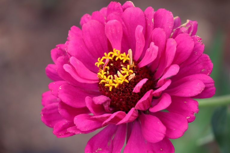 90+ Types of Flowers: Flower Names & Photos | Bouqs Blog