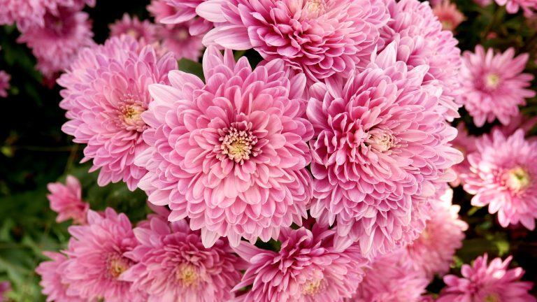 23 Chinese Flowers: Photos & Info | Bouqs Blog
