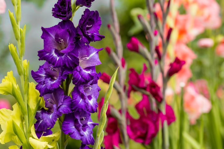 15+ Flowers in Ancient Rome: Myths & Meanings | Bouqs Blog