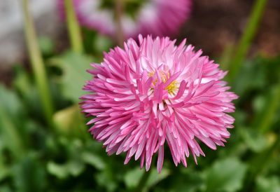 23 Chinese Flowers: Photos & Info | Bouqs Blog