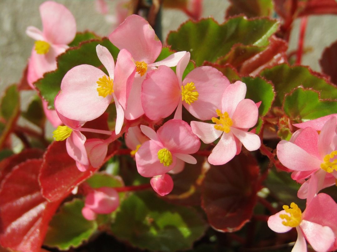 23 Chinese Flowers: Photos & Info | Bouqs Blog