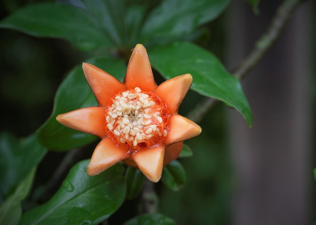 23 Chinese Flowers: Photos & Info | Bouqs Blog