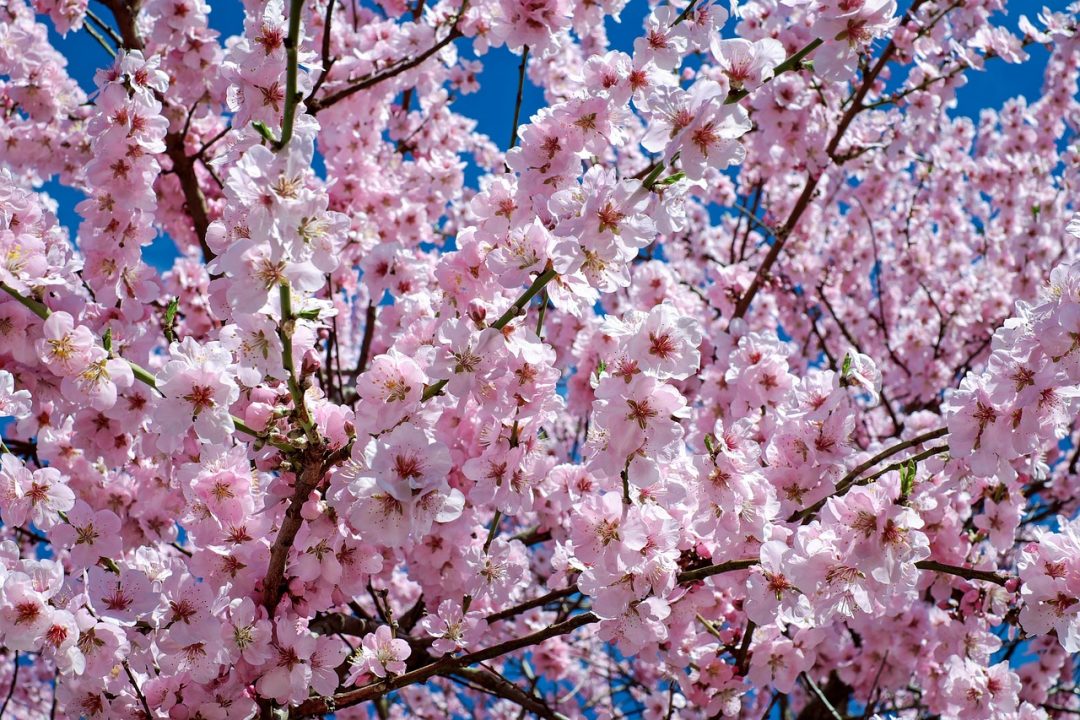 25 Flowers in Mythology: Meanings & Symbols | Bouqs Blog