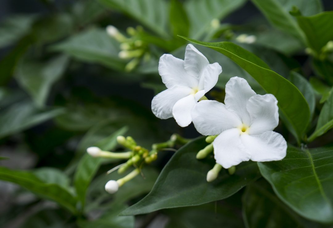 23 Chinese Flowers: Photos & Info | Bouqs Blog