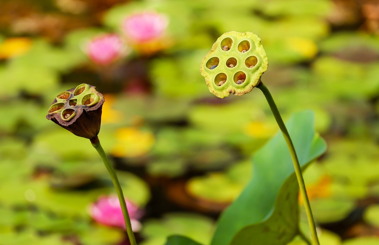 13+ Best Spooky Flowers for Halloween | Bouqs Blog