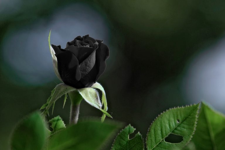 13+ Best Spooky Flowers for Halloween | Bouqs Blog