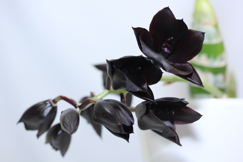 13+ Best Spooky Flowers for Halloween | Bouqs Blog