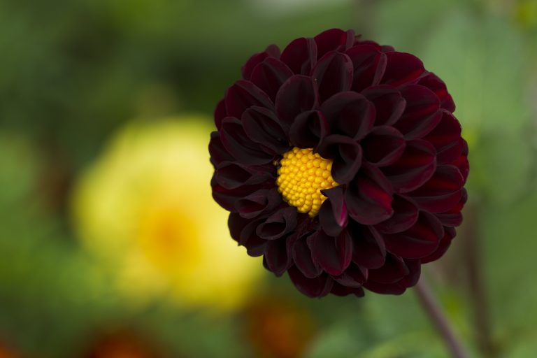 13+ Best Spooky Flowers for Halloween | Bouqs Blog