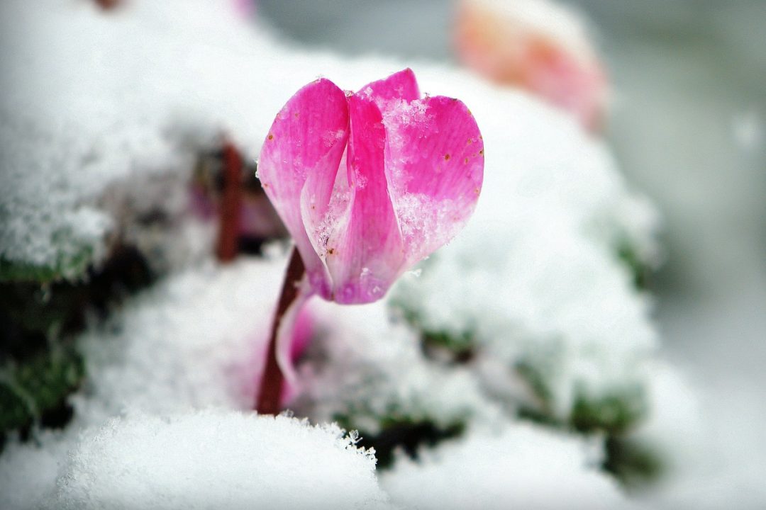 22 Best Winter Flowers for the Garden | Bouqs Blog