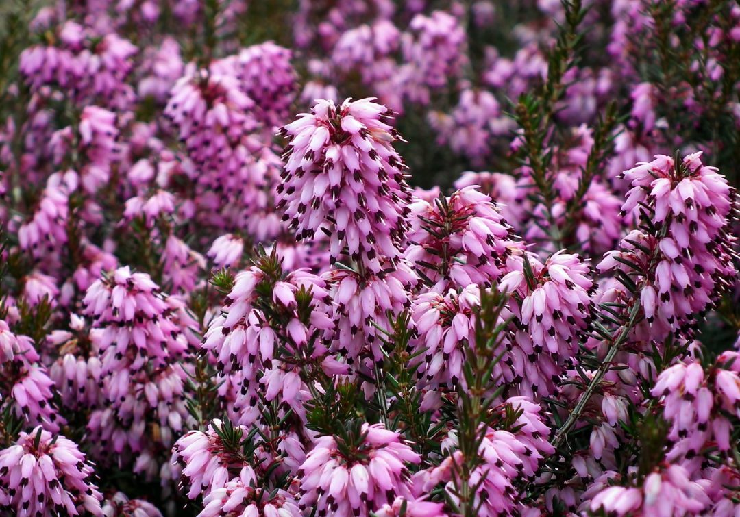 22 Best Winter Flowers for the Garden | Bouqs Blog