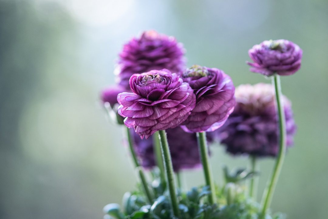 37 Best Spring Flowers: Images & Planting Info | Bouqs Blog