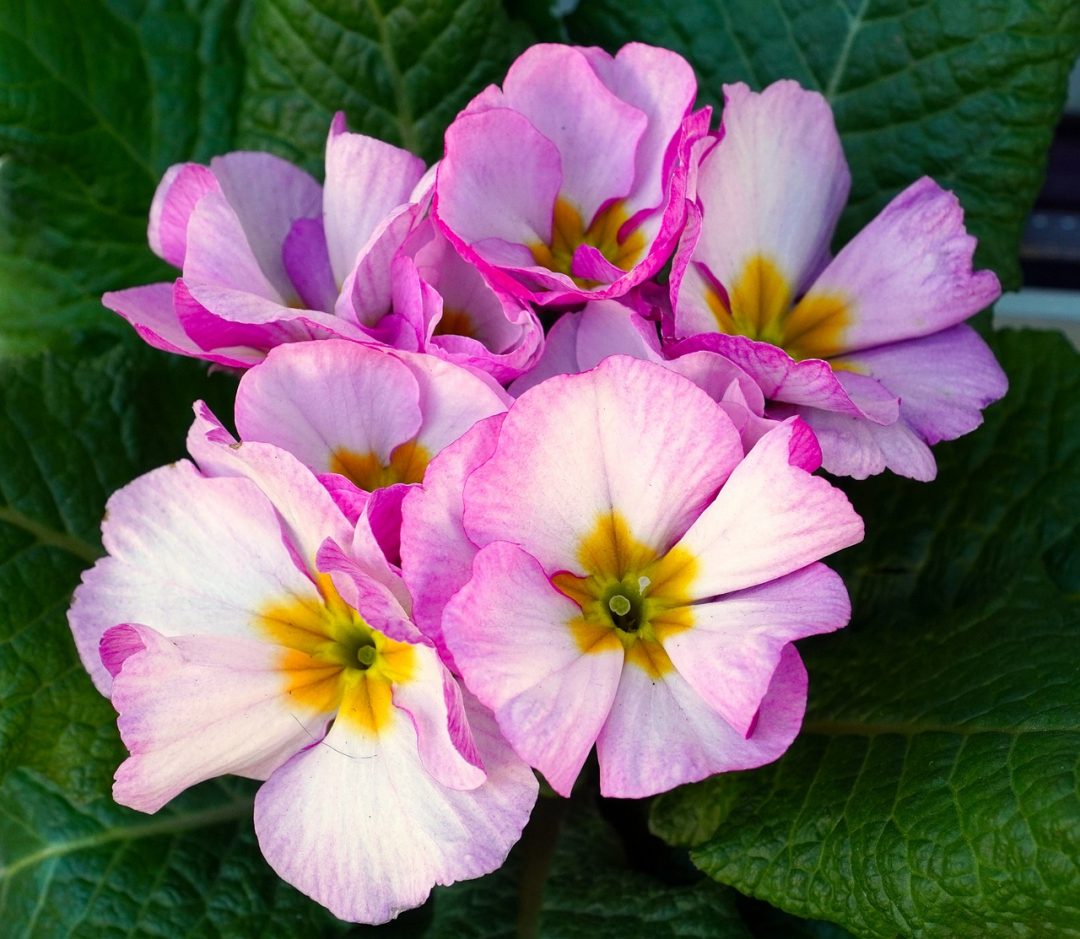 37 Best Spring Flowers: Images & Planting Info | Bouqs Blog