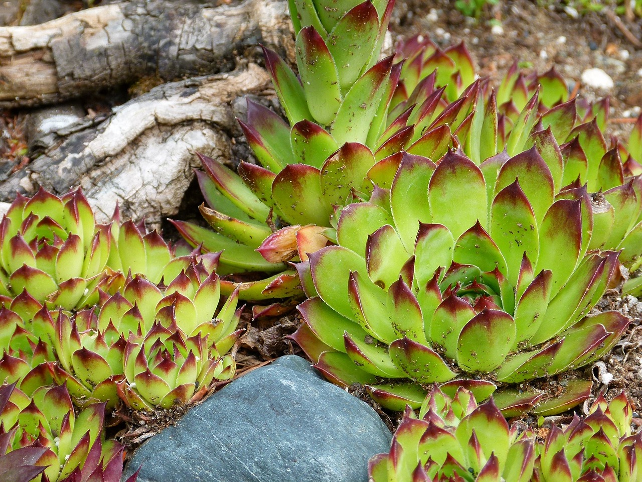 20 Types of Succulents: Names, Care & More | Bouqs Blog